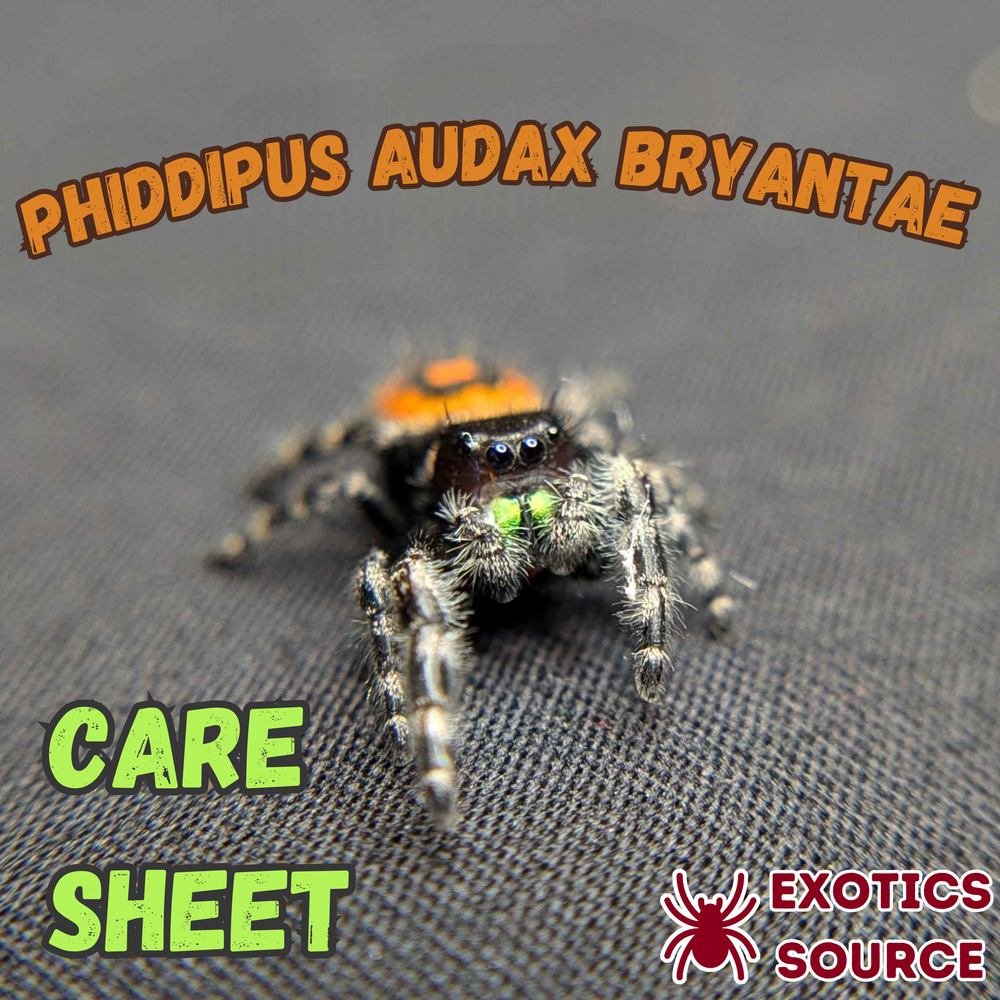 Complete Care Guide for Phidippus audax bryantae (Bold Jumping Spider Subspecies)