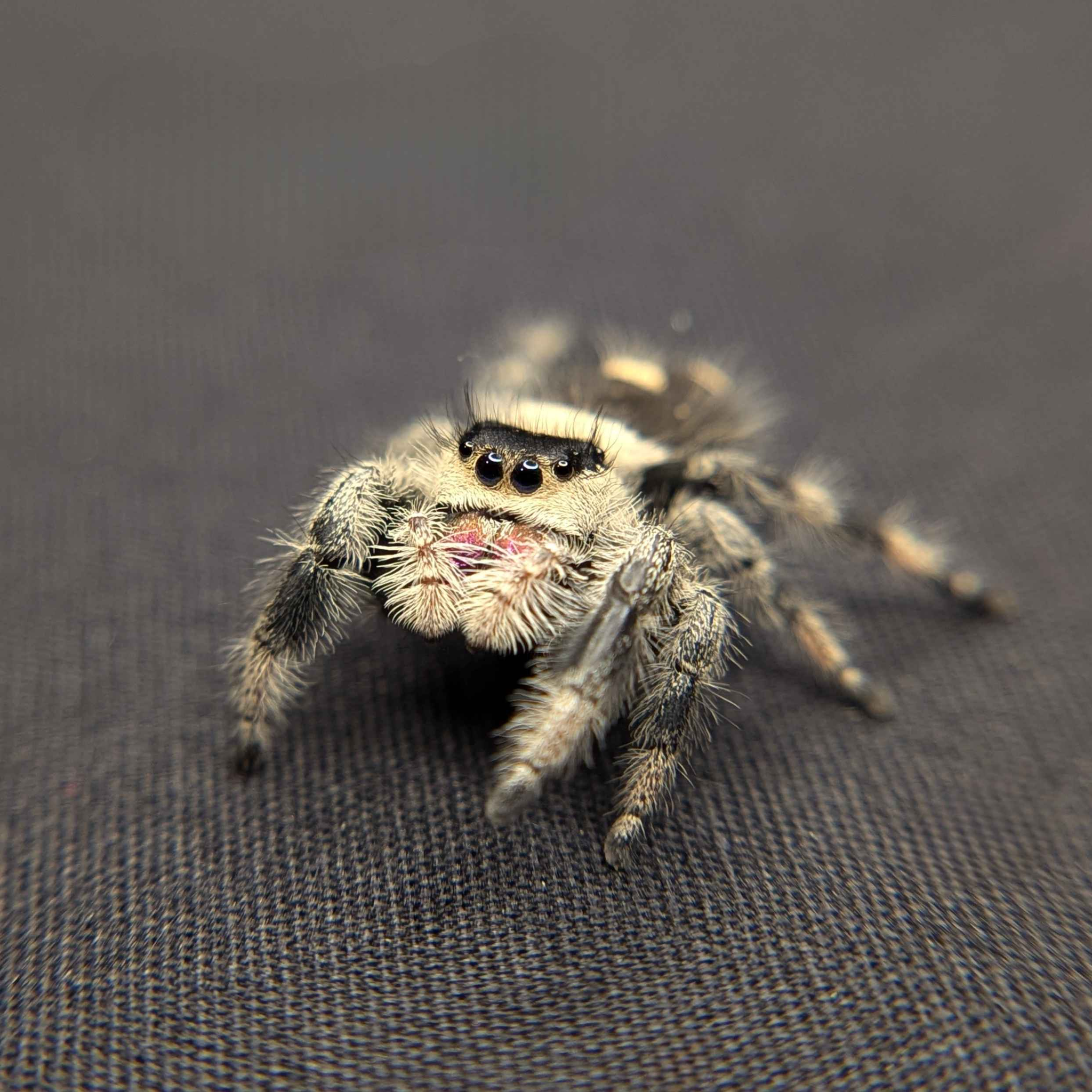 Rice_a_regal_jumping_spider_in_a_cherry_blossum_tree_moonlit_ba ...