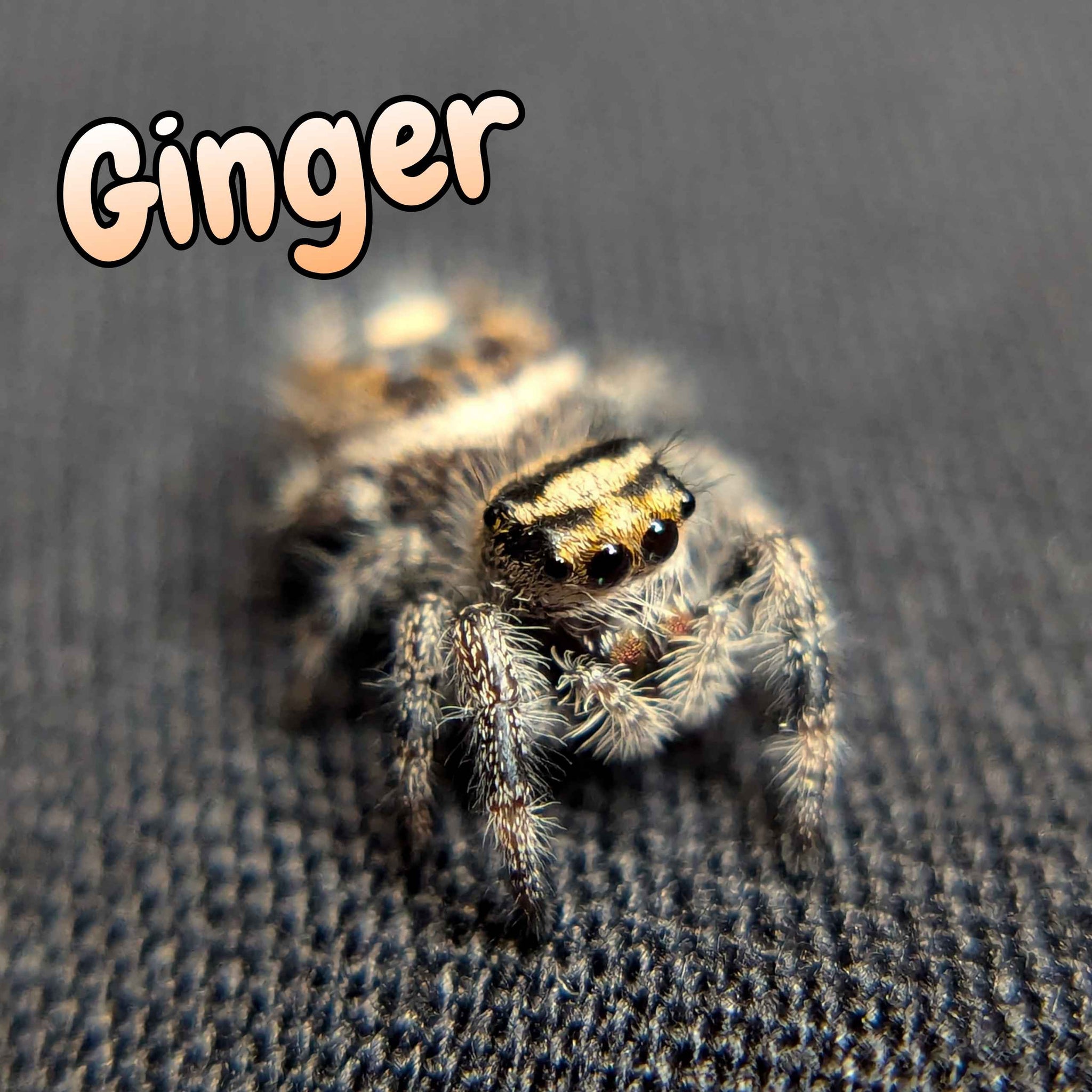 Ginger_Jumping_Spider_Front_001.jpg?v=1739263099&width=2048