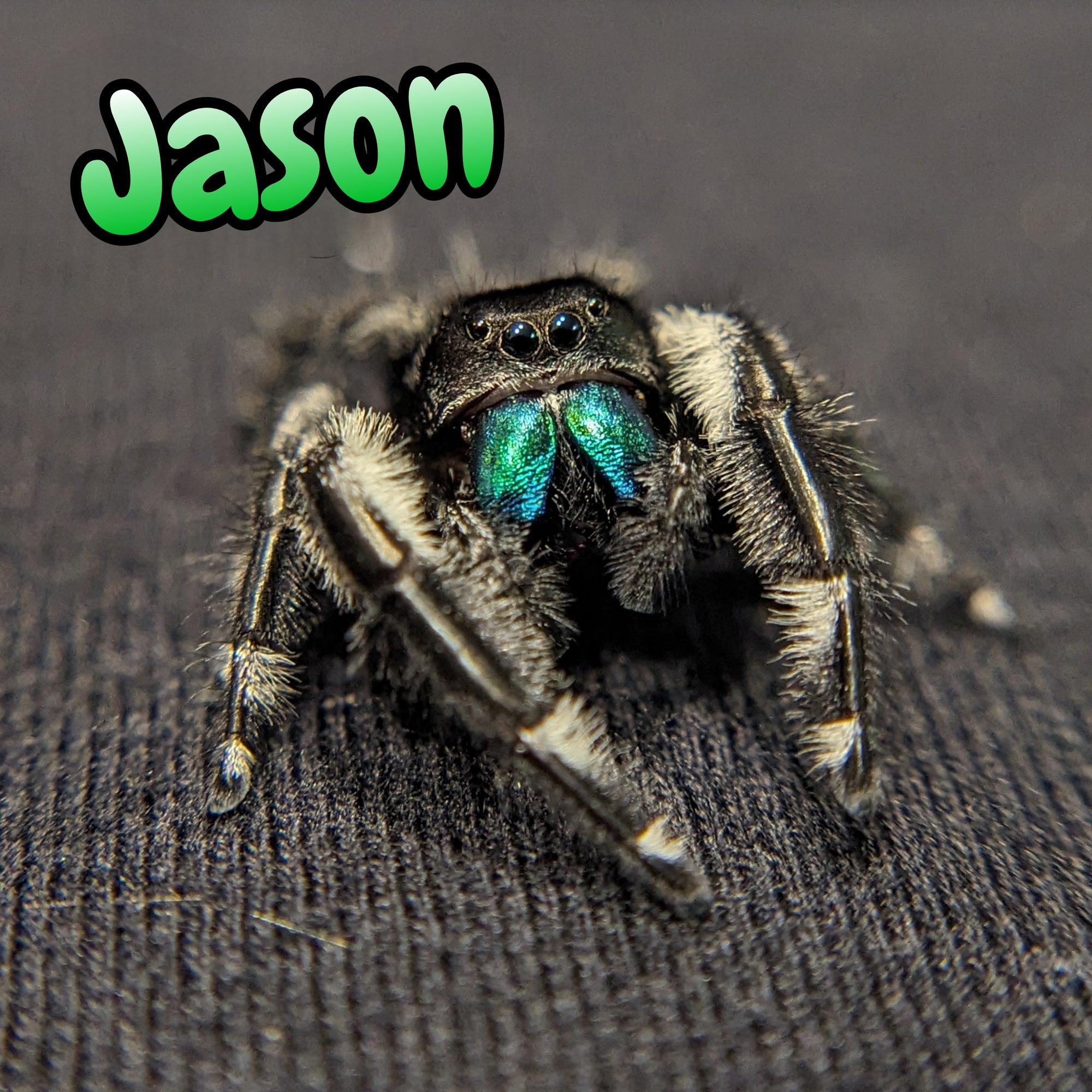 Zoom