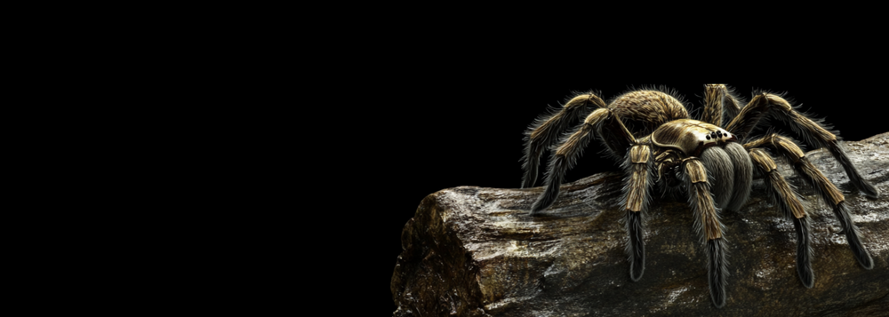 Shop Jumping Spiders